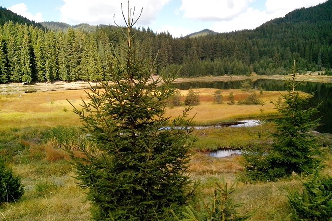 Private Buggy Experience All Seasons in Pamporovo - Authentic Feedback from Past Travelers