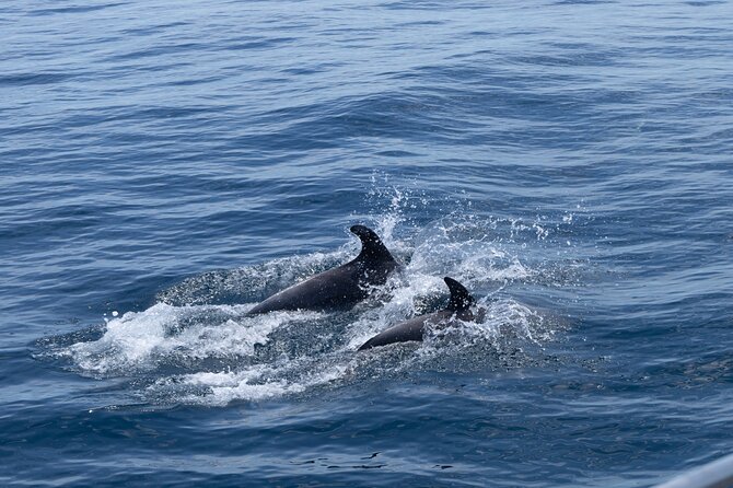 Private Coastline and Dolphins Yacht Cruise from Albufeira - Who Will Love This Tour?