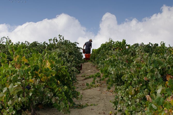 Private Cretan Gastronomic experience Winery visit with Tastings & Cooking Class - Final Thoughts
