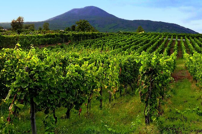 Private Educational Wine Tour, dedicated sommelier and trasport - Practical Details & Value