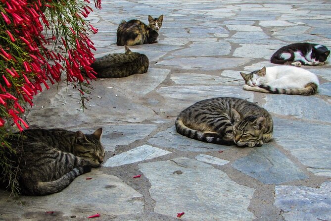 Private Full-Day Tour to Cyprus Monasteries - FAQ