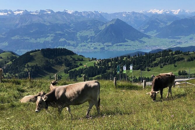 Private Guided Hike on Mt. Rigi with Farm Visit and BBQ - Who Will Love This Tour?