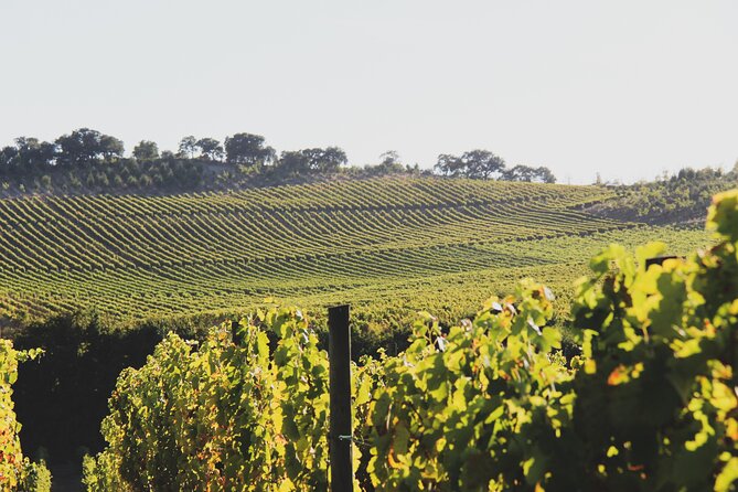 Private Lisbon Wine Tasting Trip to the Setubal Region with Hotel Pick-Up - Who Is This Tour Best For?