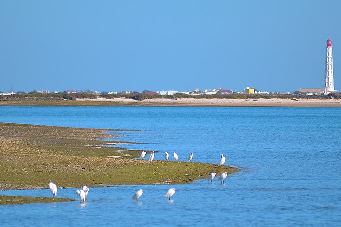 Private Ria Formosa Natural Park Boat Cruise from Faro - Frequently Asked Questions