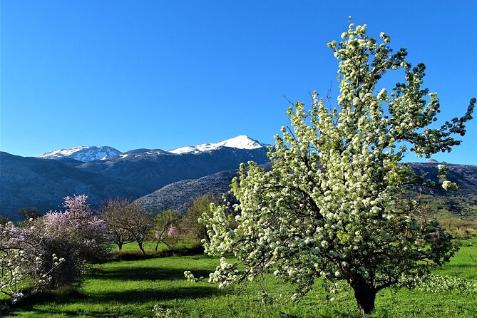 Private Tour-Authentic Villages of Lasithi Olive Oil and Wine - Who Will Love This Tour?