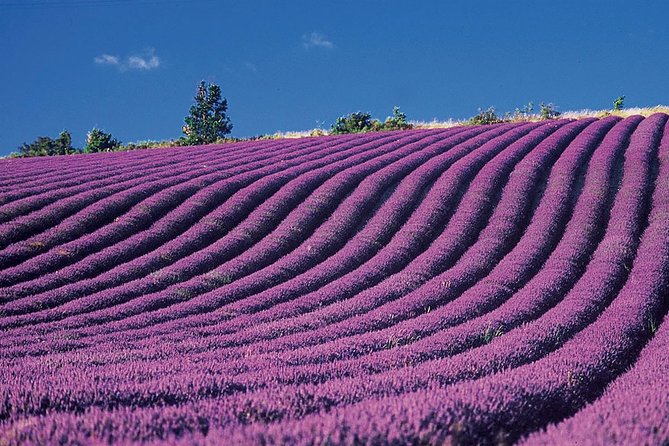 Provence and Lavender - private & Guided Full Day Tour - FAQ