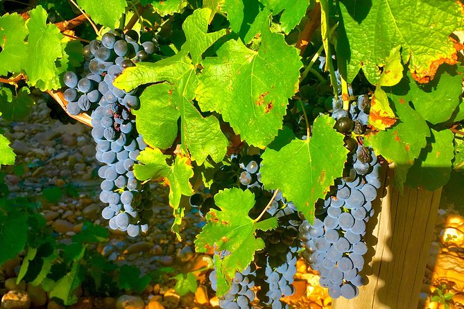 Provence Cru Wine Small-Group Half-Day Tour from Avignon - FAQ
