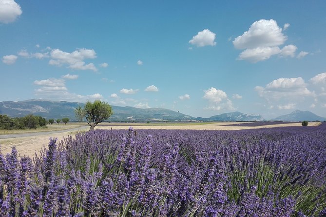 Provence Lavender Fields Tour In Valensole from Marseille - Frequently Asked Questions
