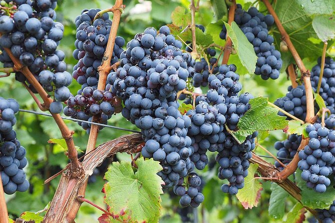 Provence Organic Wine Tasting Half Day Tour from Nice - FAQs