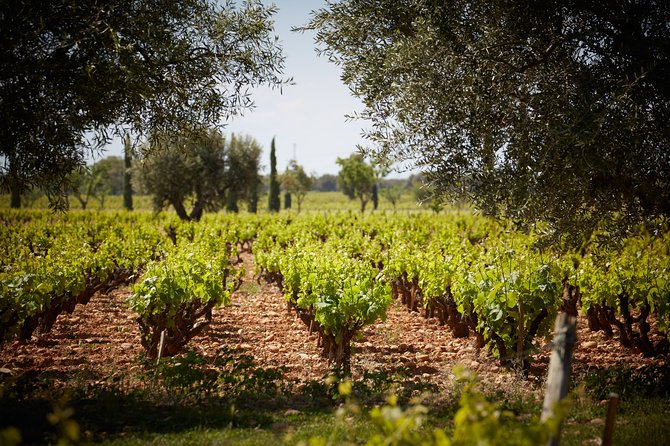 Provence Private Full Day Wine Tour with Wine Tasting - Frequently Asked Questions