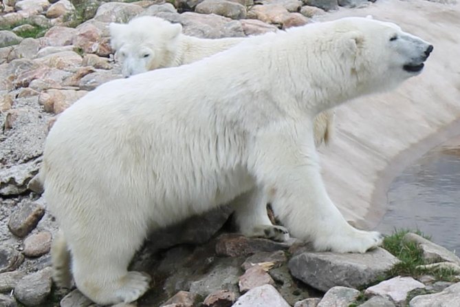 Ranua Zoo Family Tour from Rovaniemi - FAQs About the Ranua Zoo Family Tour from Rovaniemi