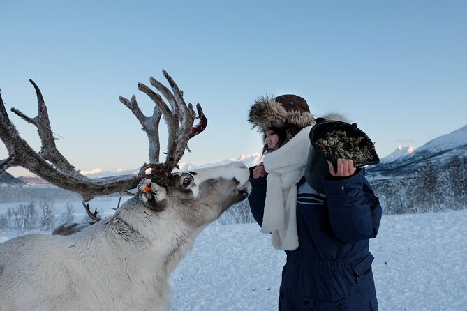 Reindeer Feeding and Sami Culture Afternoon Departure - Authenticity & Tour Quality