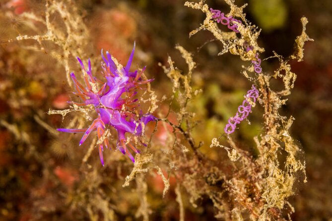 Research diving with a Marine Biologist in Crete - Final Thoughts: The Value of Research Diving in Crete