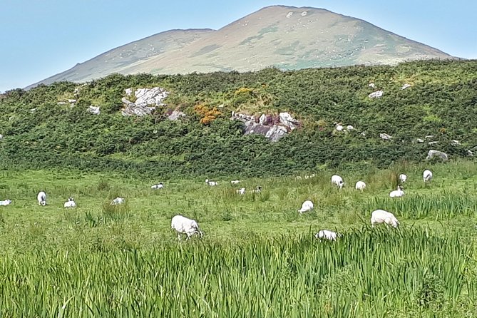 Ring of Kerry & Skellig Ring - Private Tour - The Sum Up