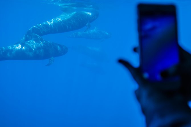 Royal Delfin - 4'5H Dolphin & Whale Watching - Los Gigantes Masca - Lunch & Swim - Who Will Love This Tour?
