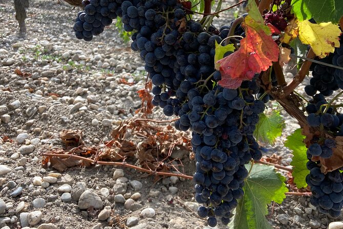 Saint Emilion Castle and Village Wine Tour - Transportation & Logistics