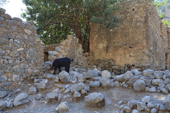 Samaria Gorge Hiking Tour from Chania with Professional Guide - FAQ