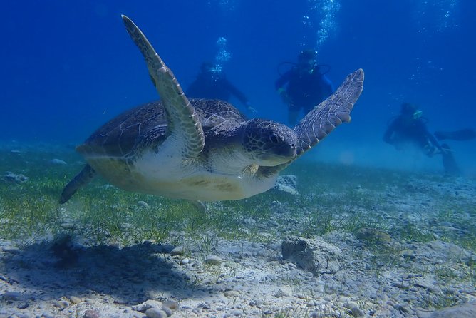Scuba Diving Activity in Pernera - Who Should Consider This Tour?