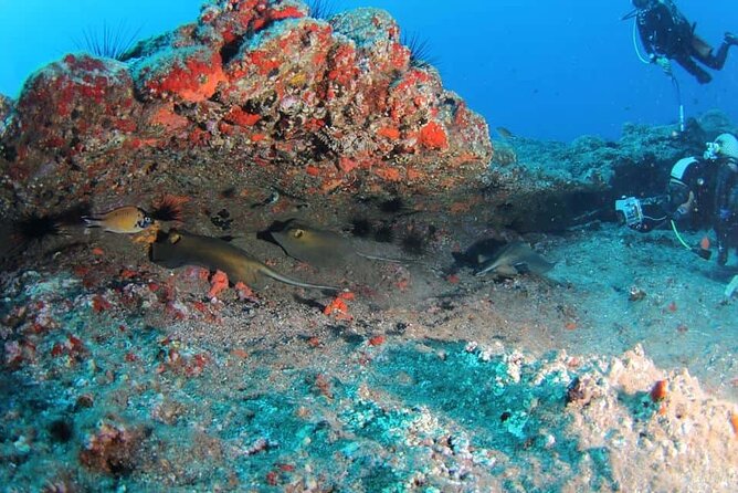 Scuba Diving Experience for Beginners in Ponta de São Lourenço - Who Should Book This?