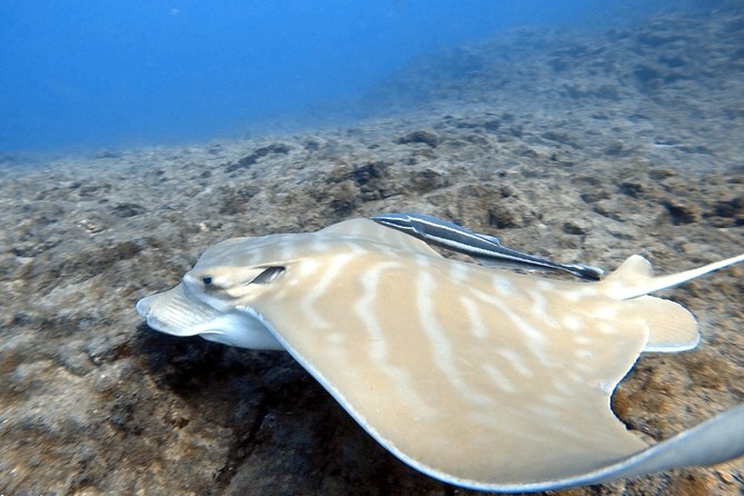 Scuba Diving for Certified Divers in Costa Adeje - The Sum Up
