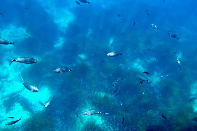 Semi-submarine: visit to the seabed of Porto Bay - Final Thoughts: Is It Worth It?