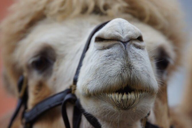 Skip the Line: Camel Park Tenerife Ticket - Who This Tour Is Best For
