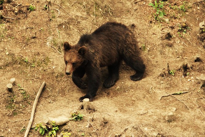 Small-Group Brown Bear-Watching Experience from Brasov - In Summary