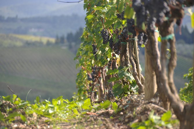SMALL GROUP Chianti 2 wineries & lunch (max 8 people) - What the Reviews Say
