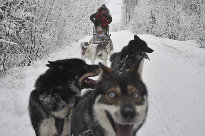 Small-Group Husky Mushing Experience in Rovaniemi - Frequently Asked Questions
