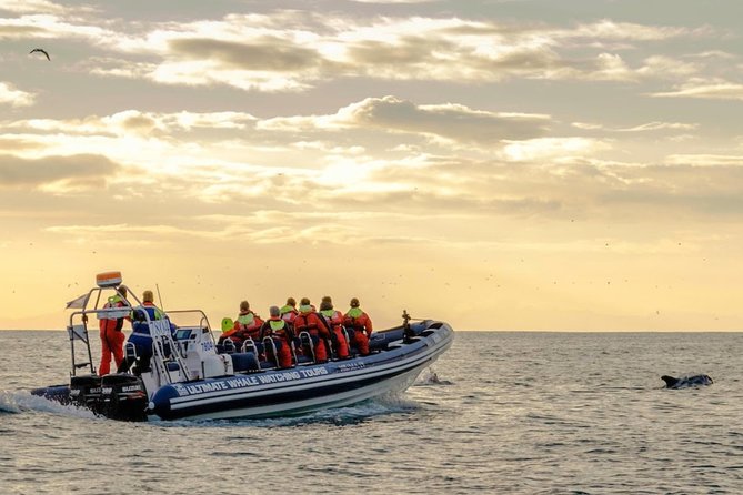 Small-group Whale Watching in the Midnight Sun from Reykjavík - The Experience: What Travelers Say