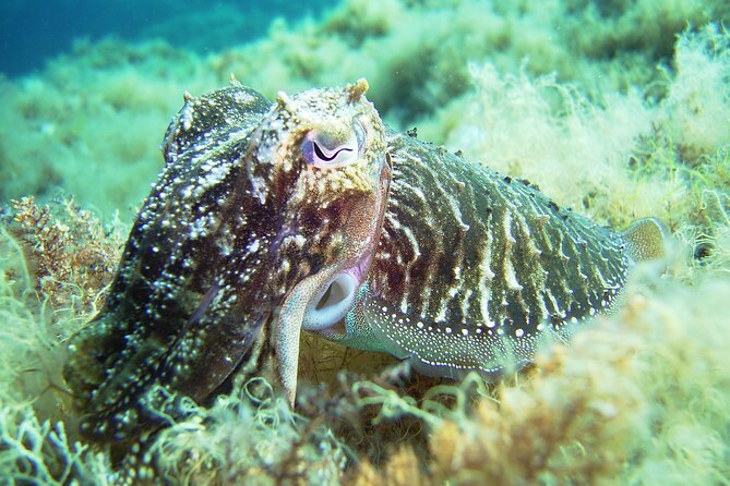 Snorkeling Adventure Trip - Areas for Consideration
