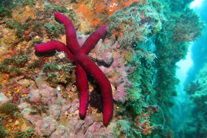 Snorkeling tour around the Isola Bella Nature Reserve - FAQ