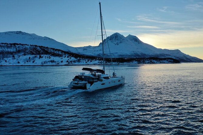 Snorkeling with Orcas In Norway, 4 days All-Inclusive expedition - The Arctic Experience: Why It Matters
