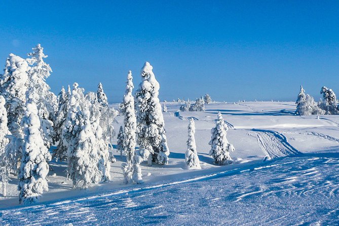Snowmobile Safari in the Nature - Morning start - Who Should Consider This Tour?