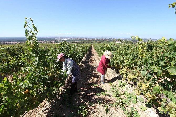 South Portugal Wine Route Private Full Day Tour from Lisbon - Final Thoughts: The Smart Choice for Wine and Heritage Lovers