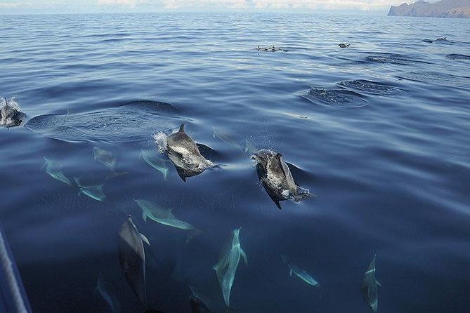 Spirit of the Sea: Cetacean sighting in Gran Canaria - Final Thoughts: Is This Tour for You?