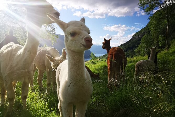 Steim Farm Experience in Vik, Norway - The Sum Up