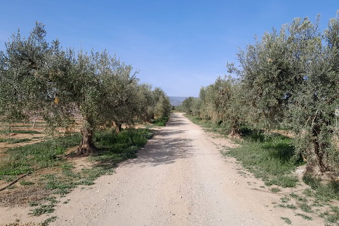 Tarragona: History & Olive Oil tasting from Barcelona - The Real Value: What Travelers Say