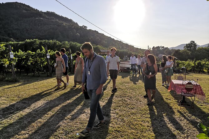 Tasting in a Tuscan Vineyard with transfer from Lucca - Is This Tour Worth It?