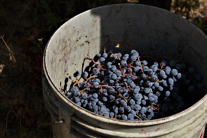 Tasting Selection of 4 wines in Montefalco - FAQ