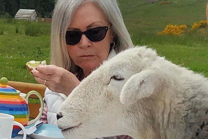 Tea with Naughty Sheep - Who Would Love This Experience?