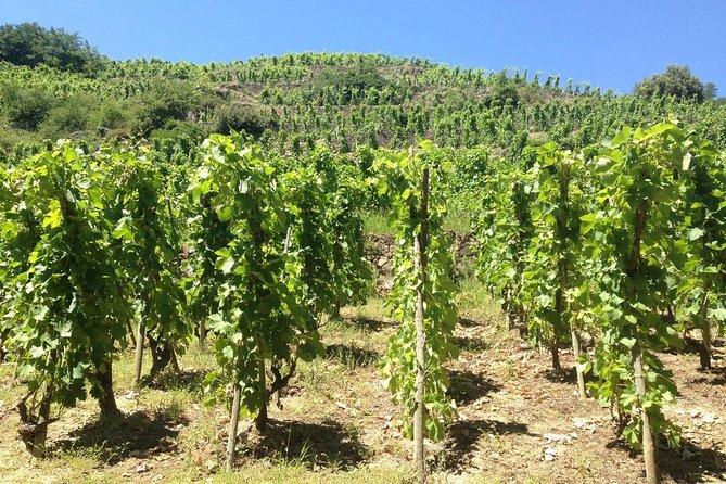 The Original Syrah Wine Tour (9:00 am - 1:30 pm) - Small Group Tours from Lyon - The Birthplace of Viognier and Malleval