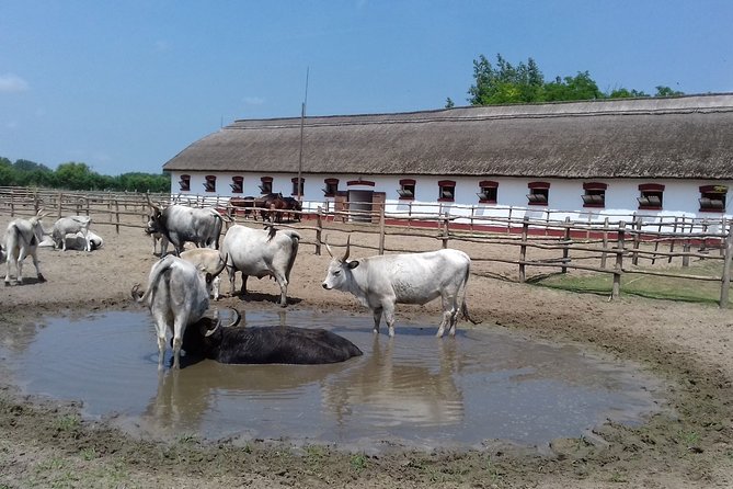 The "Puszta" Horse Show - Who Will Love This Tour?