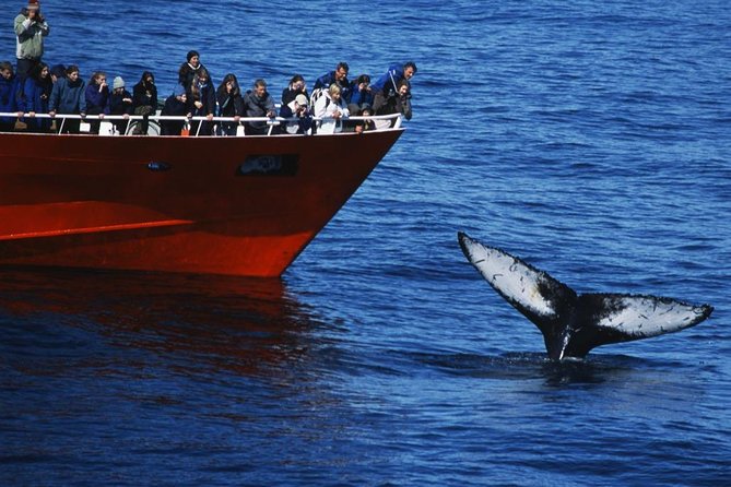 Top-Rated Snorkeling in Silfra & Whale Watching | Self-Drive from Reykjavik - Authentic Traveler Perspectives