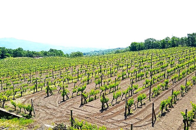 Tour of Etna on foot, food and wine tasting in the Etna winery - Final Thoughts