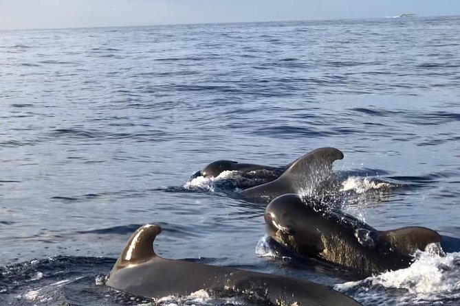 Tour with Whale and Dolphin Watching plus food included - Authentic Experiences and Traveler Feedback
