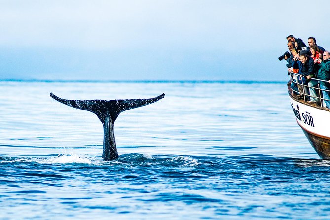 Traditional Oak Ship Whale Watching Tour From Husavik - Why This Tour Stands Out