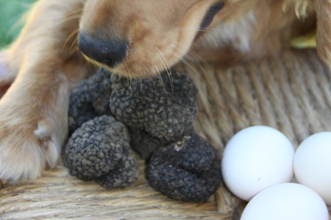 Truffle Hunting and Handmade Pasta in Ascoli Piceno - FAQ: Your Practical Questions Answered