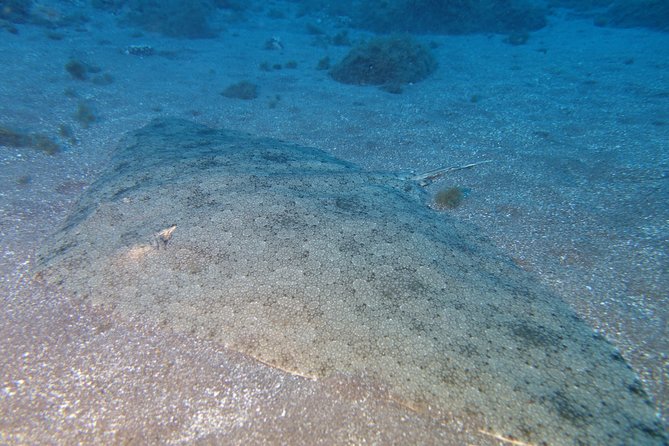 Try Dive - PADI Discover Scuba Diving in Tenerife - Why This Experience Stands Out