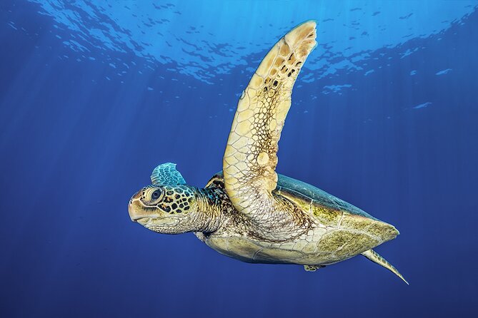 Try Dive - Scuba Diving with a private guide, incl. photos - Authentic Experiences from Travelers